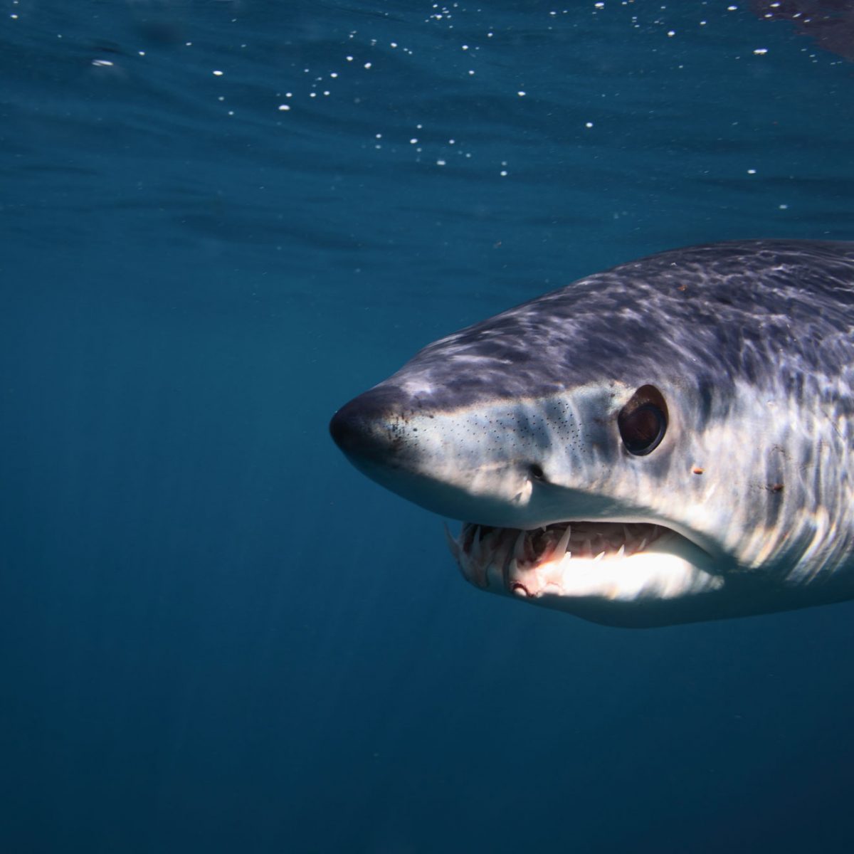 Privattour - Käfigtauchen mit Mako-Haien - Private Tours Riviera Maya ...