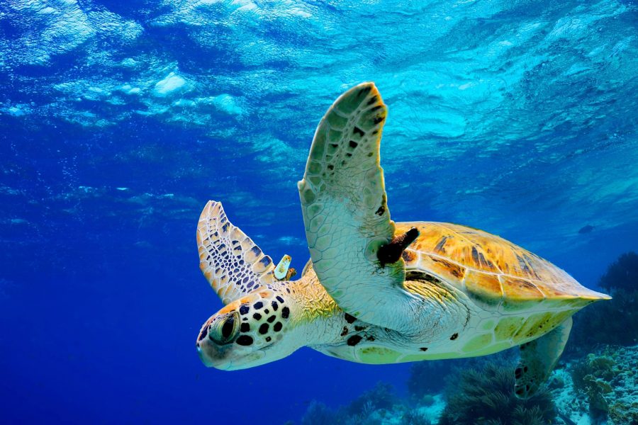 Quick guide to the Sea turtles of Mexico - Part 2 - Eco Tours Adventure