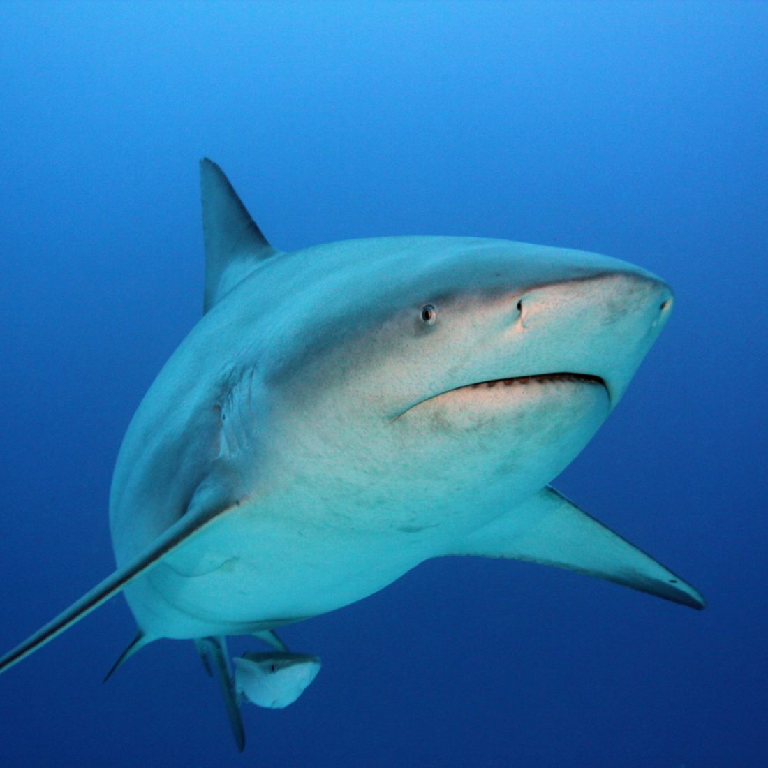 Conoce más sobre el tiburón toro (Carcharhinus leucas)