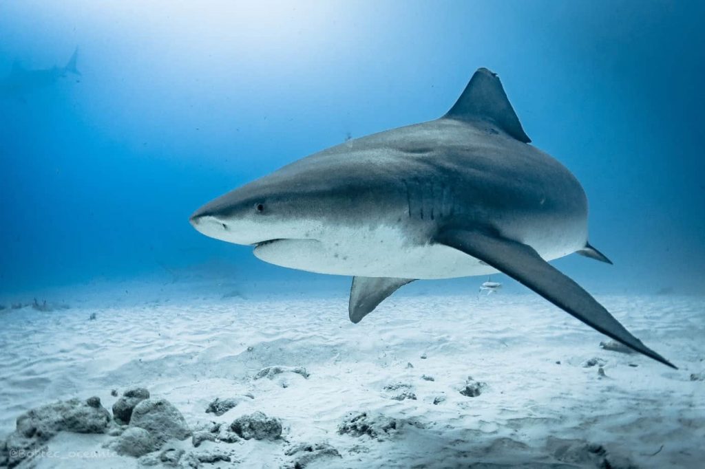 ¿What we know about Bull sharks Carcharhinus leucas? Eco Tours Adventure