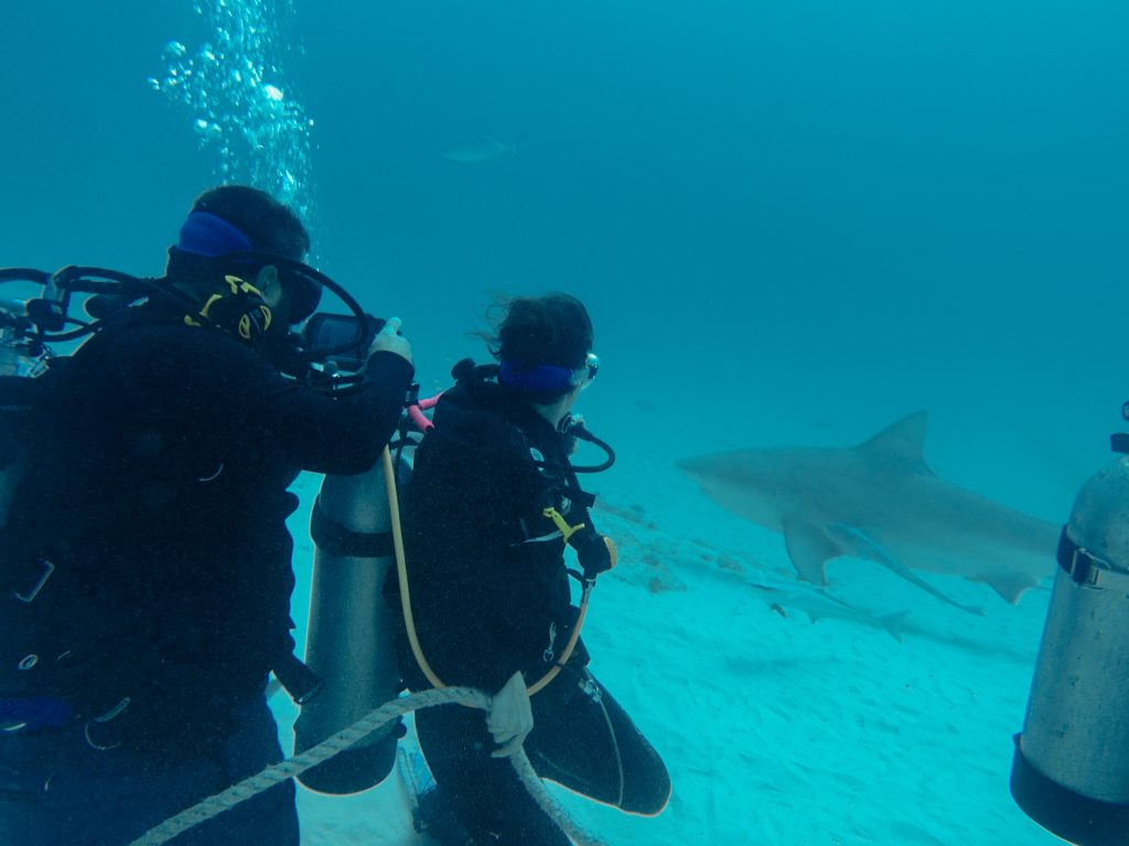 Whale shark Tour in Cancun Mexico - Meeting the bull shark
